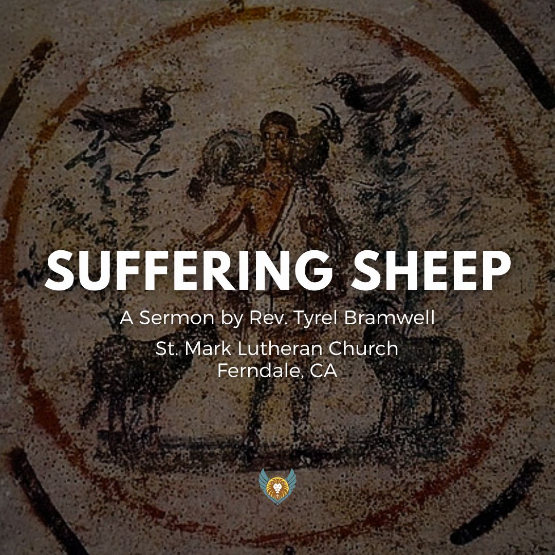 Suffering Sheep | Sermon – St. Mark Lutheran Church